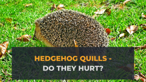 Hedgehog Quills - What are Hedgehog Spikes? | Pet Hedgehog Care