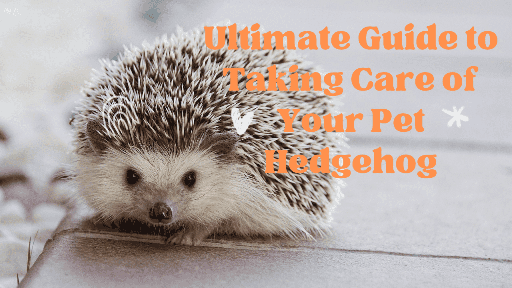 Pet Hedgehog Care - Everything About Hedgehogs
